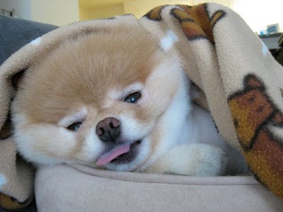 @ganangWp's blog: boo anjing terimut di dunia :D