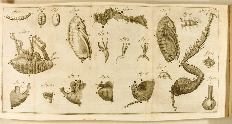 Enroque de ciencia: ‘Animálculos’ de van Leeuwenhoek