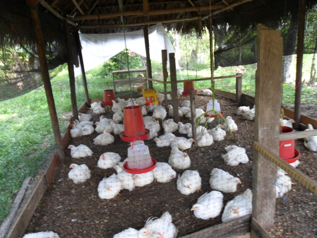 Blog de Willians Alfredo Salom Myers: POLLO SEMICRIOLLO PARA LA VENTA