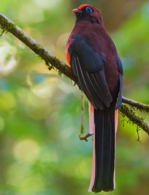 Ward's trogon | Birds of India | Bird World