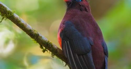 Ward's trogon | Birds of India | Bird World