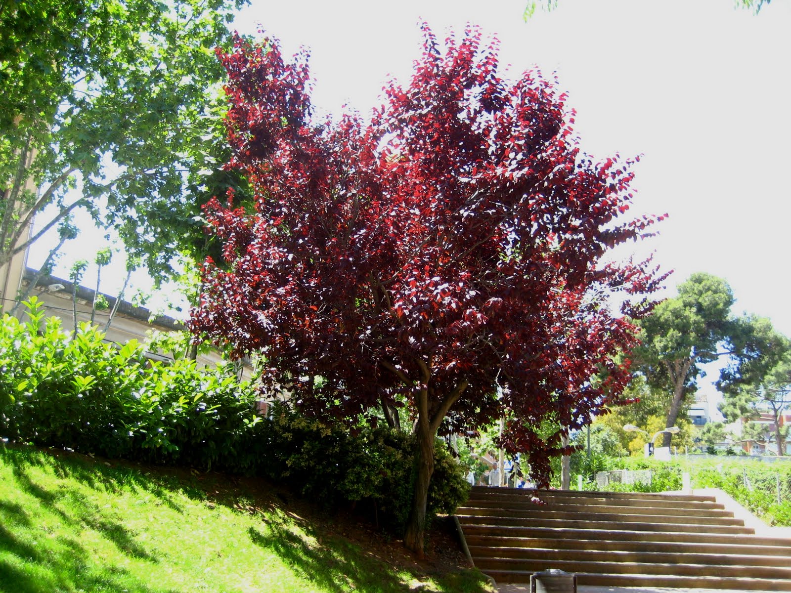 ARTE Y JARDINERÍA : Cerezo ornamental (Prunus spp.)