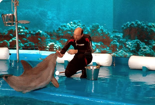 ANCLAJE DE LUZ - RAYMA: D E L F I N A R I O S ... ¿¿Qué se esconde ...