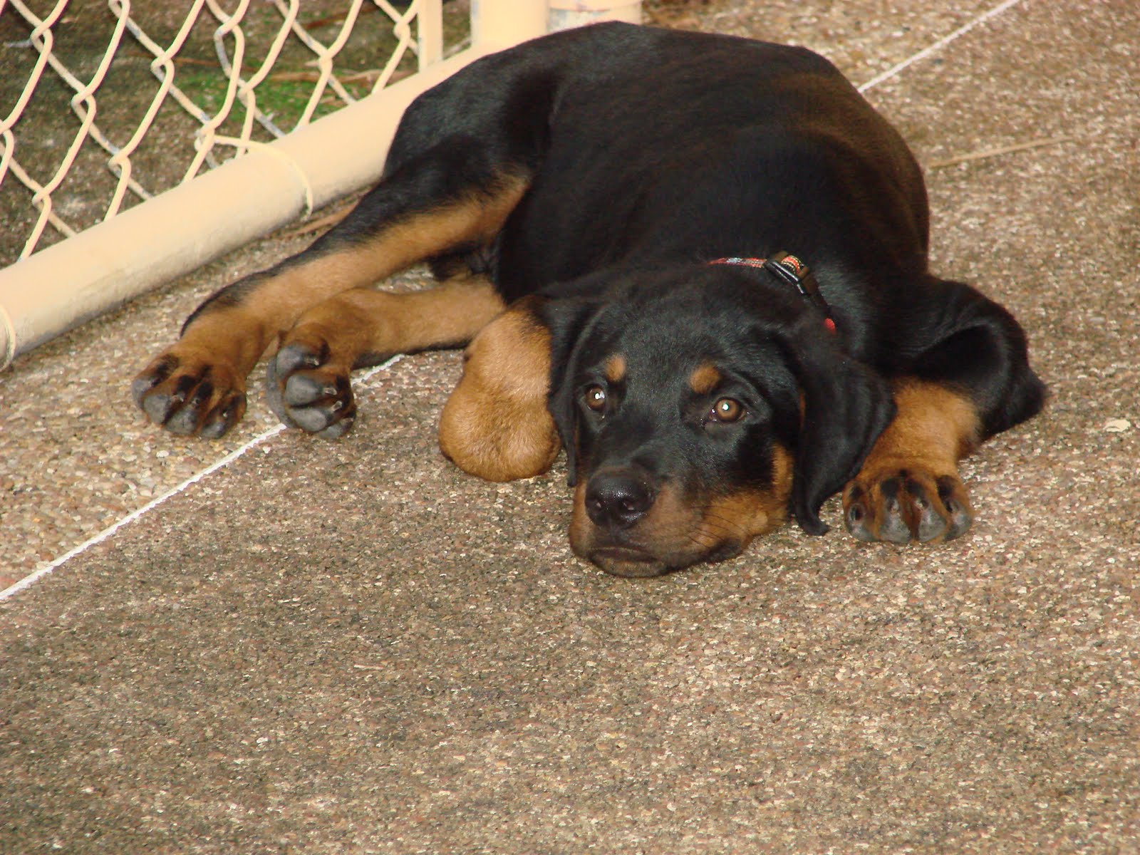 Rottweiler (Rottweiler: El Perro Del Diablo) | newest movies ...