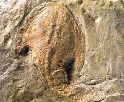 Biología y Geología 1º Bachillerato Rusiñol: OSTRACODERMOS