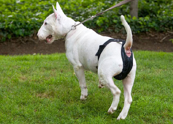 Bold DOG Lingerie Takes U.S. by STORM! | BOLD and UNUSUAL DOG Stories ...