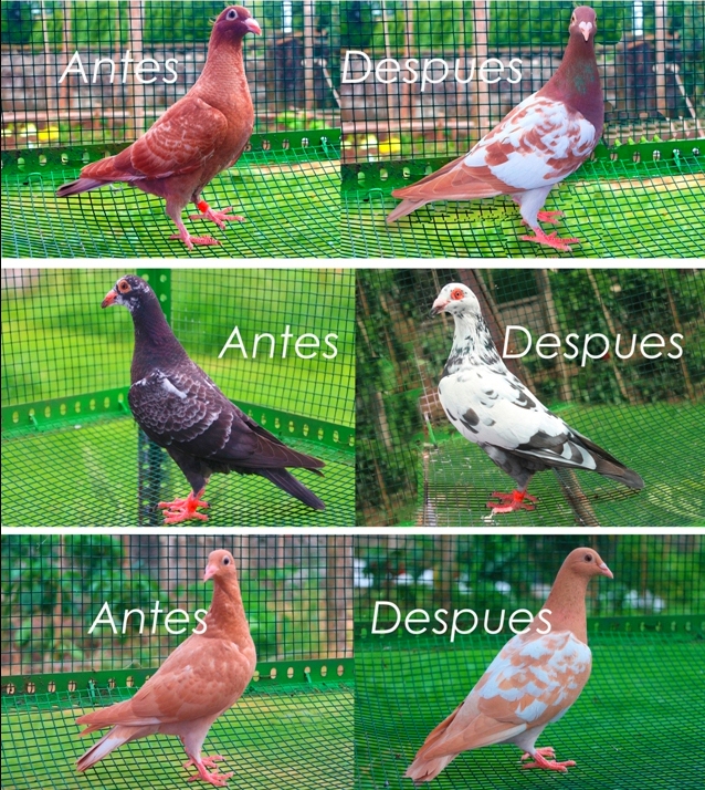 Palomas Mensajeras: Evolución de la Muda en Palomas Mensajeras