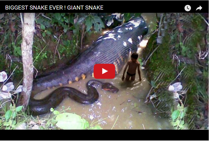 BIGGEST SNAKE EVER ! GIANT SNAKE ATTACKS [...] ~ WILDLIFE Document
