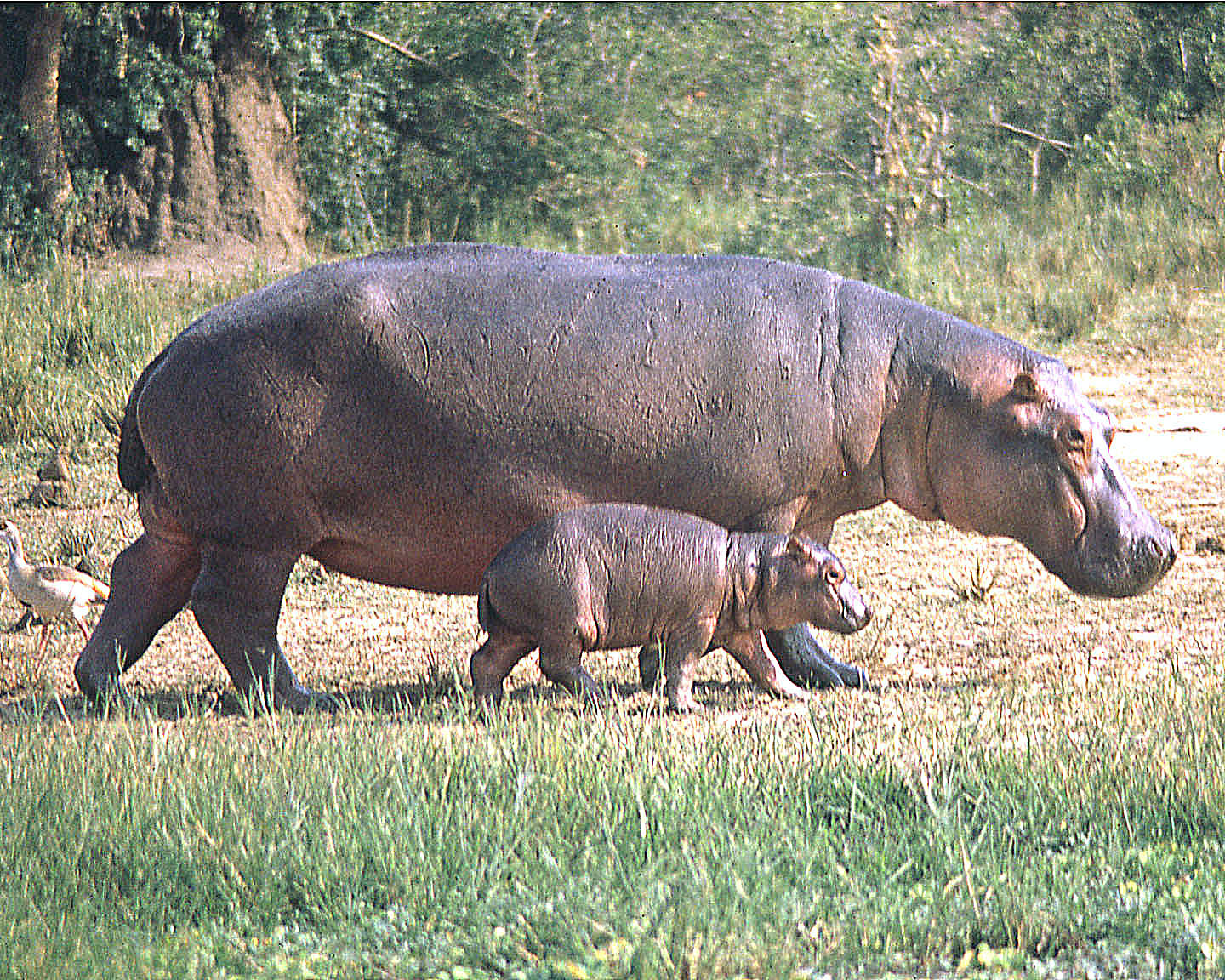 Animal Unique: Hippopotamus