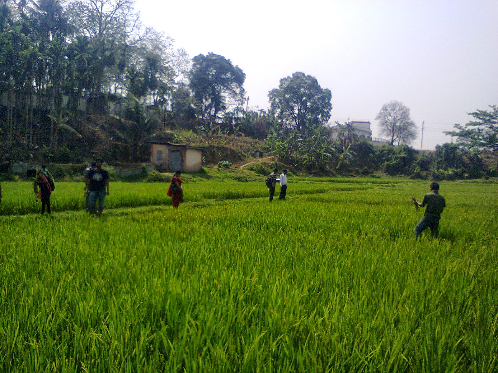 Prabir Dattta , Agriculture Tripura: COLLEGE OF AGRICULTURE , TRIPURA