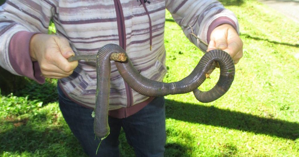 Bestiario de lo cotidiano y extraordinario: APARECE UNA LOMBRIZ GIGANTE ...