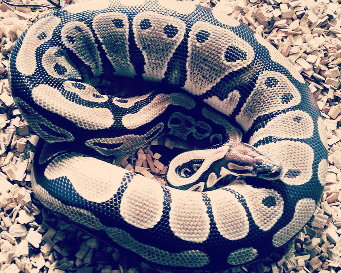 Mes Serpents : mon Python Regius
