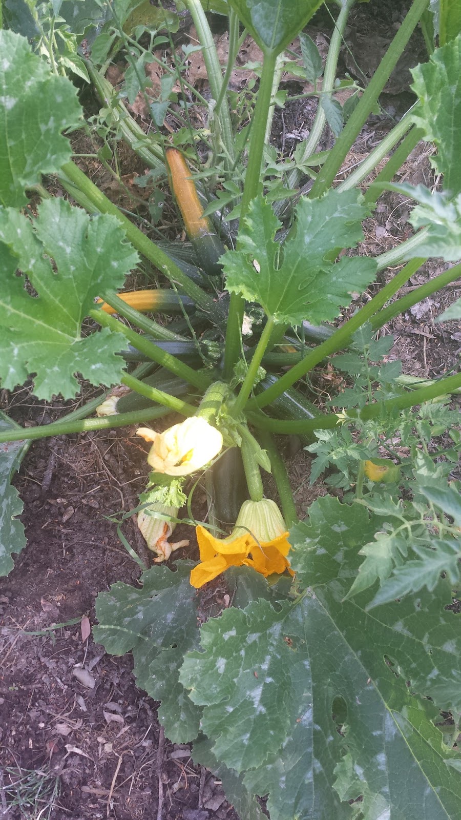 le potager d'Aurélie: fiche culture : la courgette