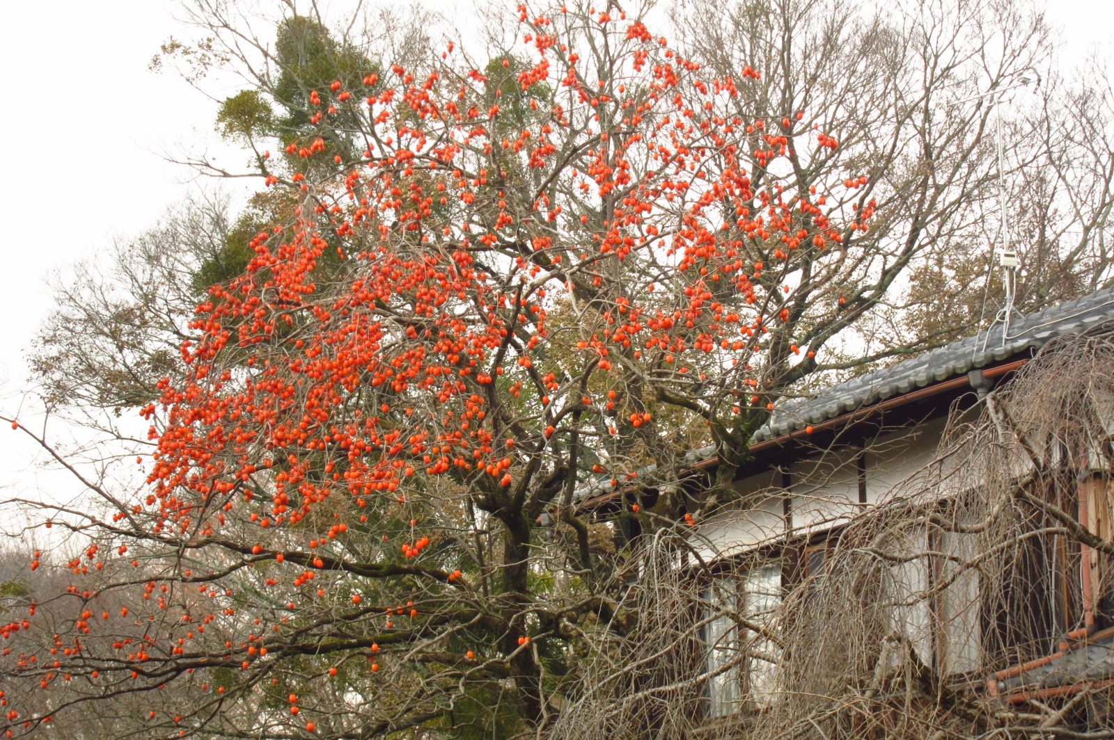 Round of the Seasons in Japan: Japanese Persimmon