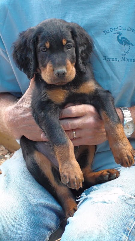 Gordon Setter Crossing: Gordon Setter Puppies 6 wks. 5 Days Old
