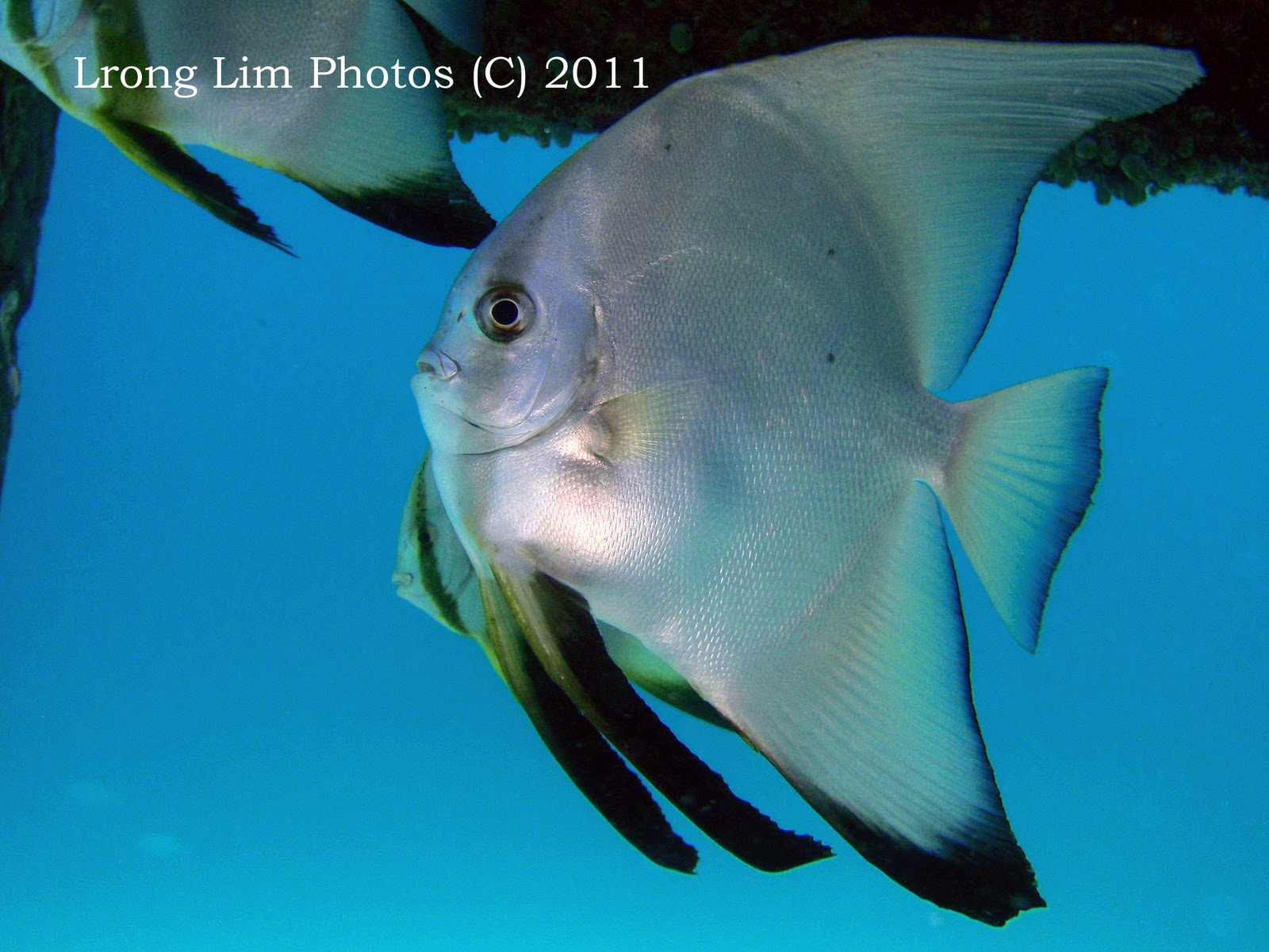 Kedahan-Malaysian @ Japan: Fishes... angel, bat, butterfly, among others...