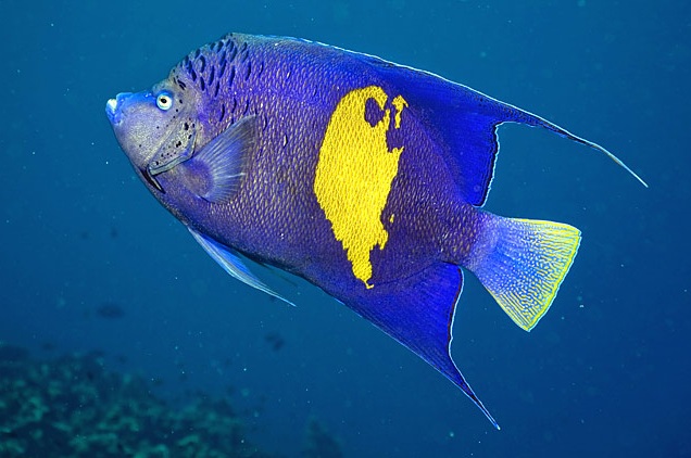 Animals of the world: Emperor angelfish
