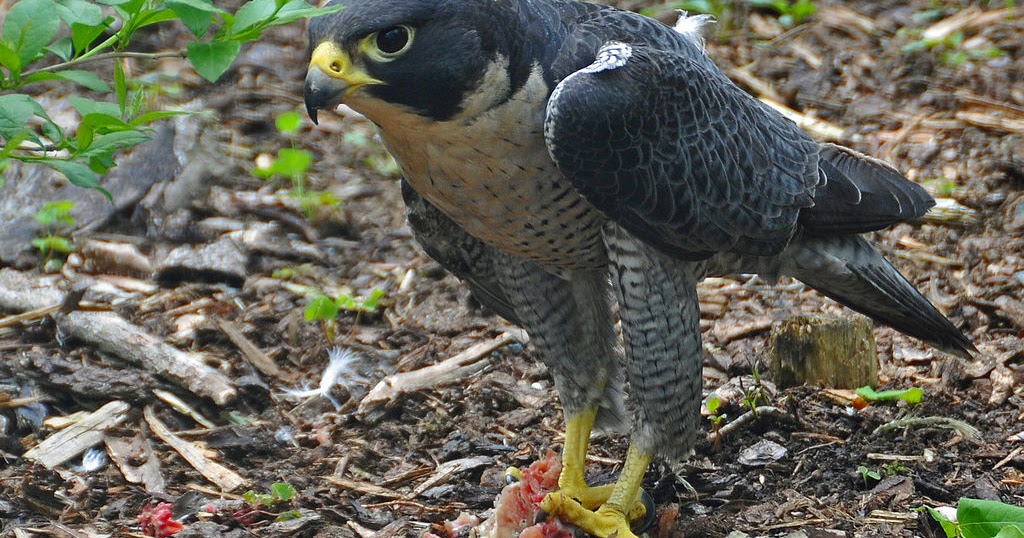Earth and Space News: North America’s Peregrine Falcon Gardens for ...