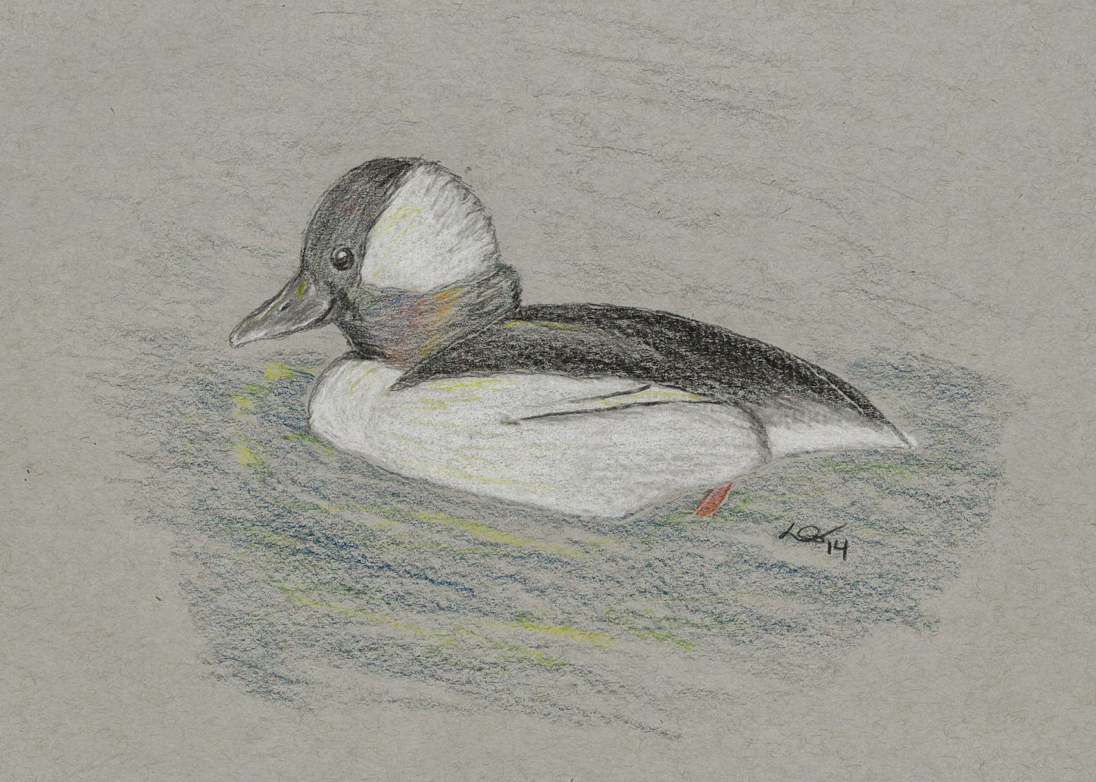 Shrubbery...: Bufflehead in pencil crayon