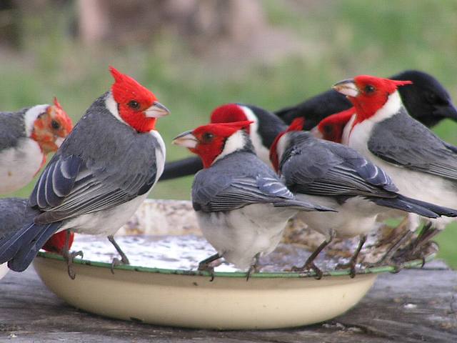 Galerías de Exóticos: Cardenal Gris (Paroaria coronata)