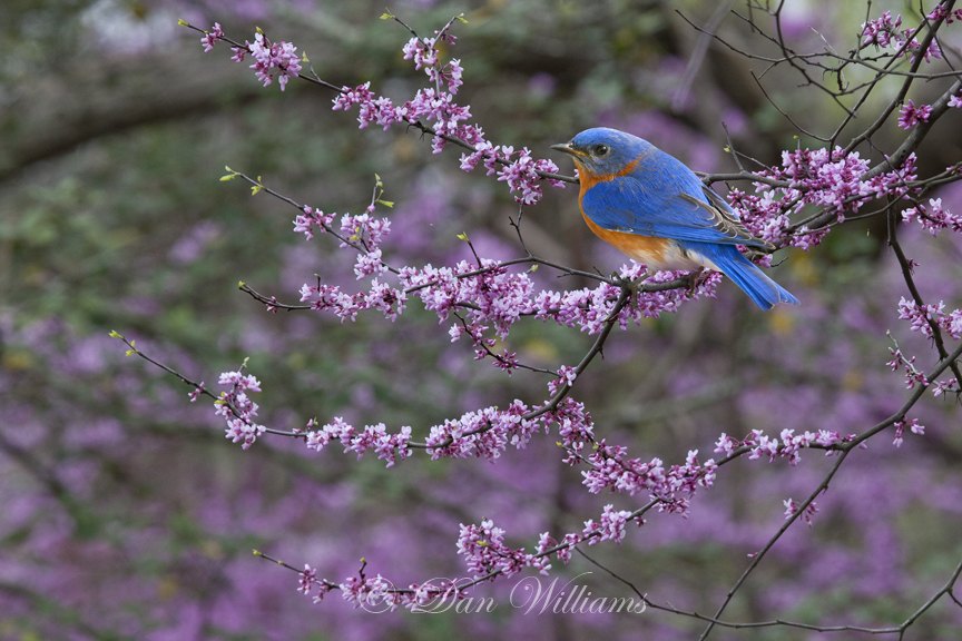 Dan Williams Bird Photography: Bluebirds in Spring