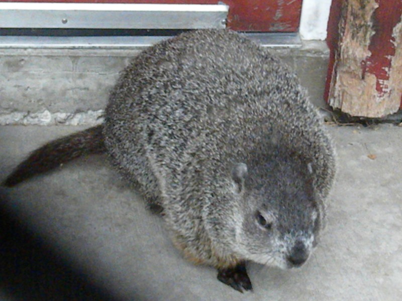 The Zoo Review: Let Sleeping Groundhogs Lie