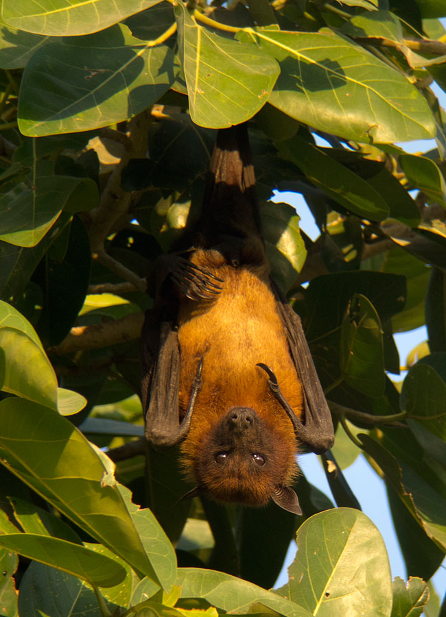 Weedon's World of Nature: Fruit bats