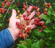 Louisiana Agritourism: Mayhaws in Short Supply This Year