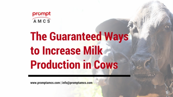 The Guaranteed Ways to Increase Milk Production in Cows - Prompt AMCS Blog