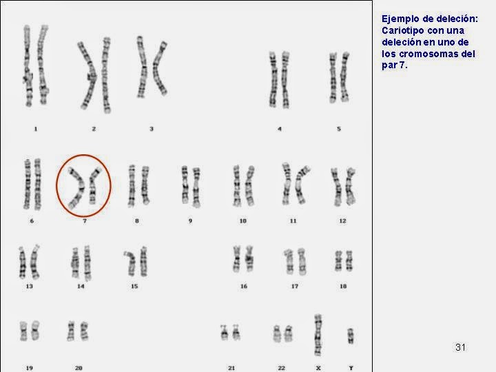 MUTACIONES : MUTACIONES CROMOSÓMICAS