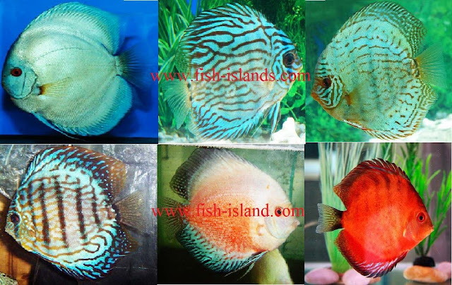 Discus: Budidaya Ikan Discus