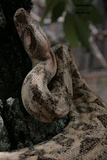 Planeta 3: Boa Rosada