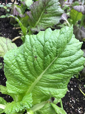 Taste of Nepal: Raayo ko Saag (Mustard Greens)