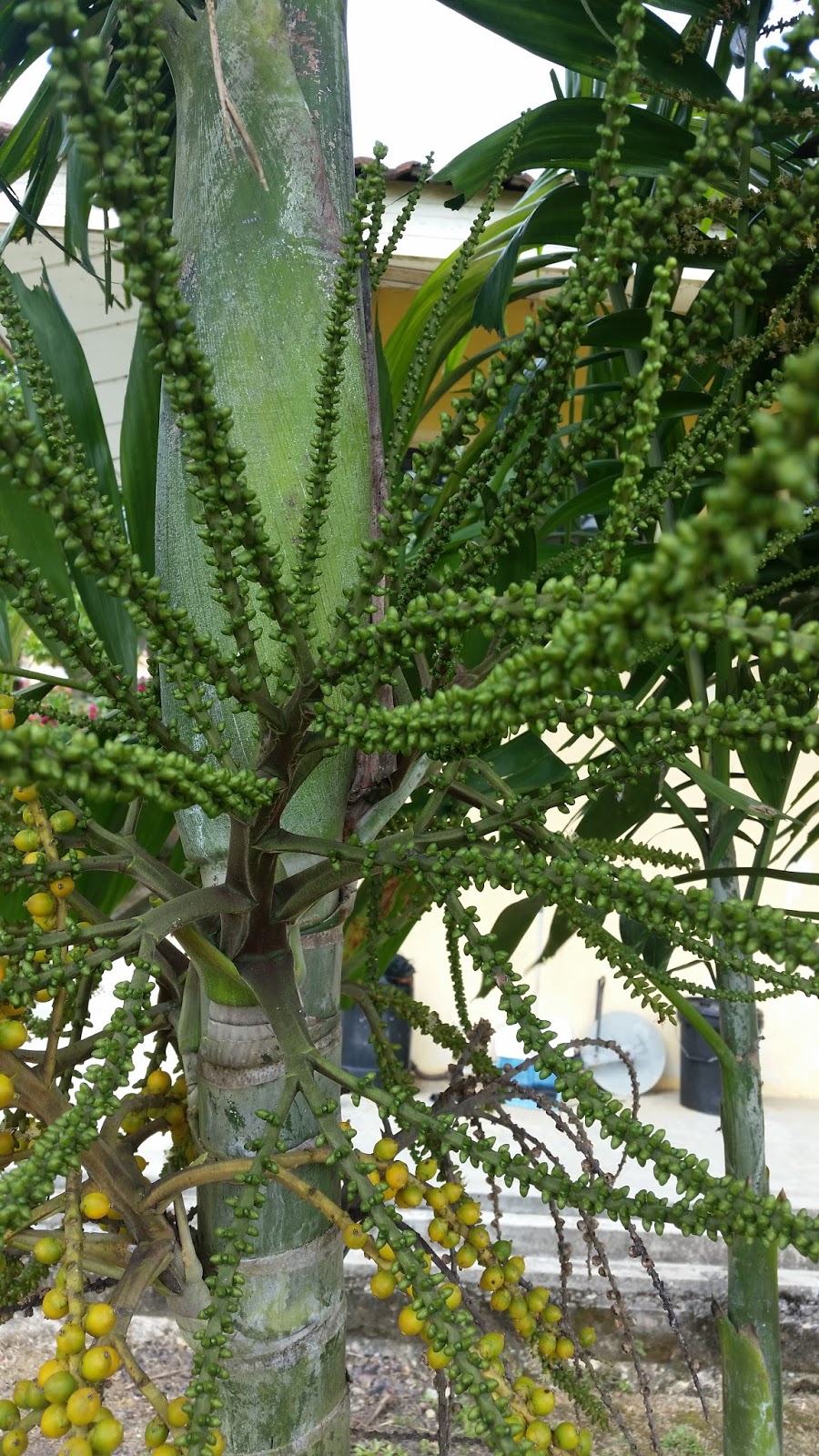 Warisan Petani: Pokok Palma Hiasan