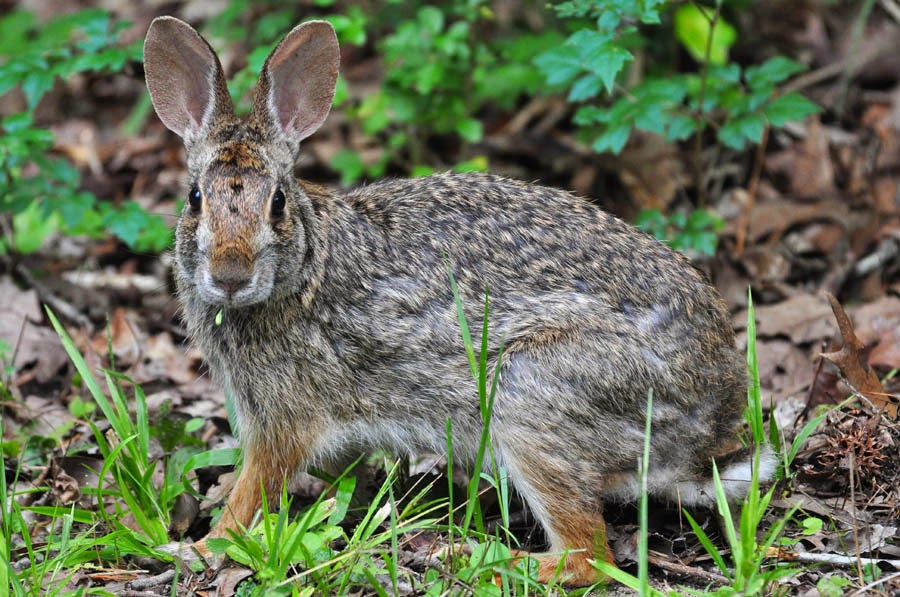 swamp rabbit | Fun Animals Wiki, Videos, Pictures, Stories