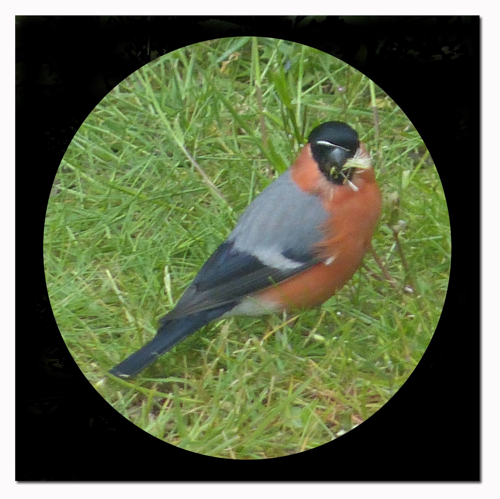 Wild and Wonderful: Home Patch: the Beautiful Bullfinch