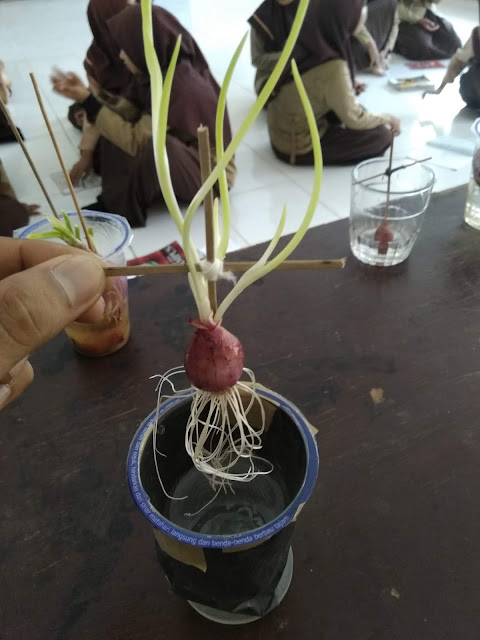 Praktikum Pengamatan Akar Bawang Merah Kelas XI MIA - Kelas Biologi ...