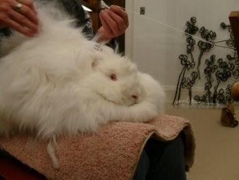 Revelations of a Delusional Knitter: Angora Rabbit Spinning