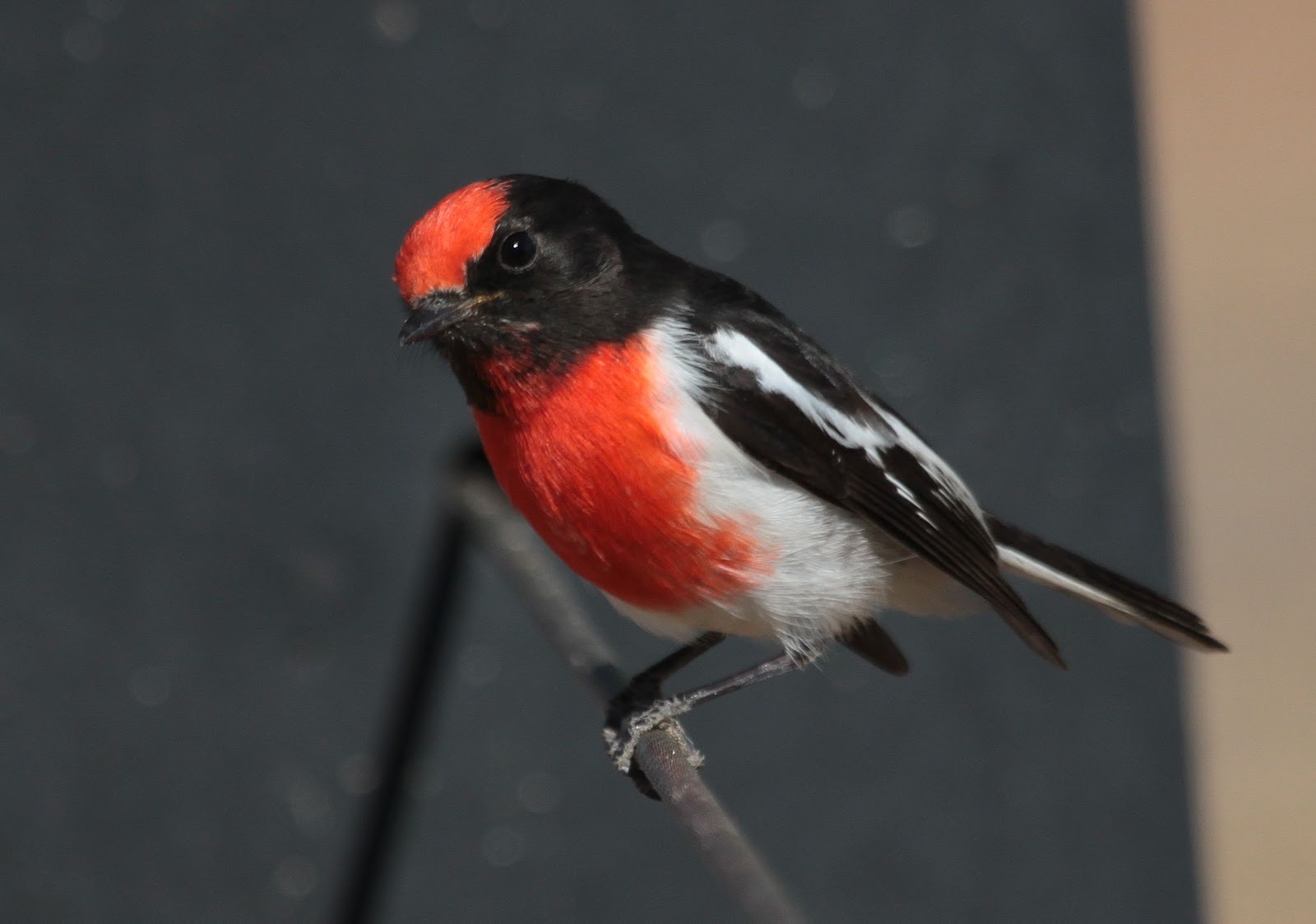 Richard Waring's Birds of Australia: Red-capped Robin - what a ...