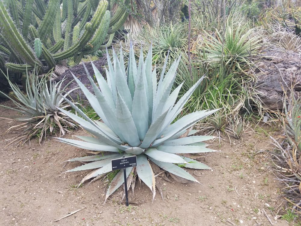 Grow and care Agave applanata succulents | Travaldo's blog