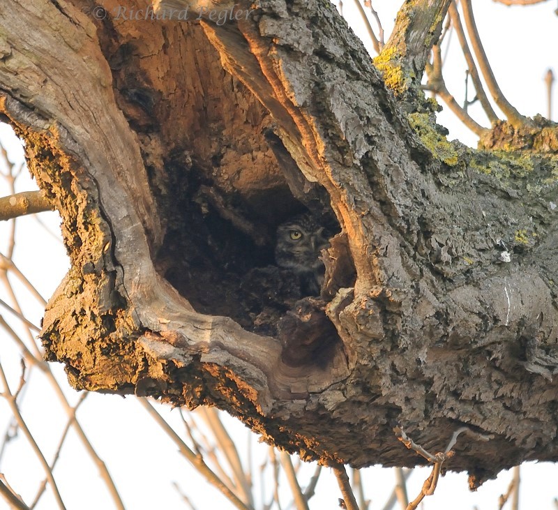 Birds2blog: Birdfair.