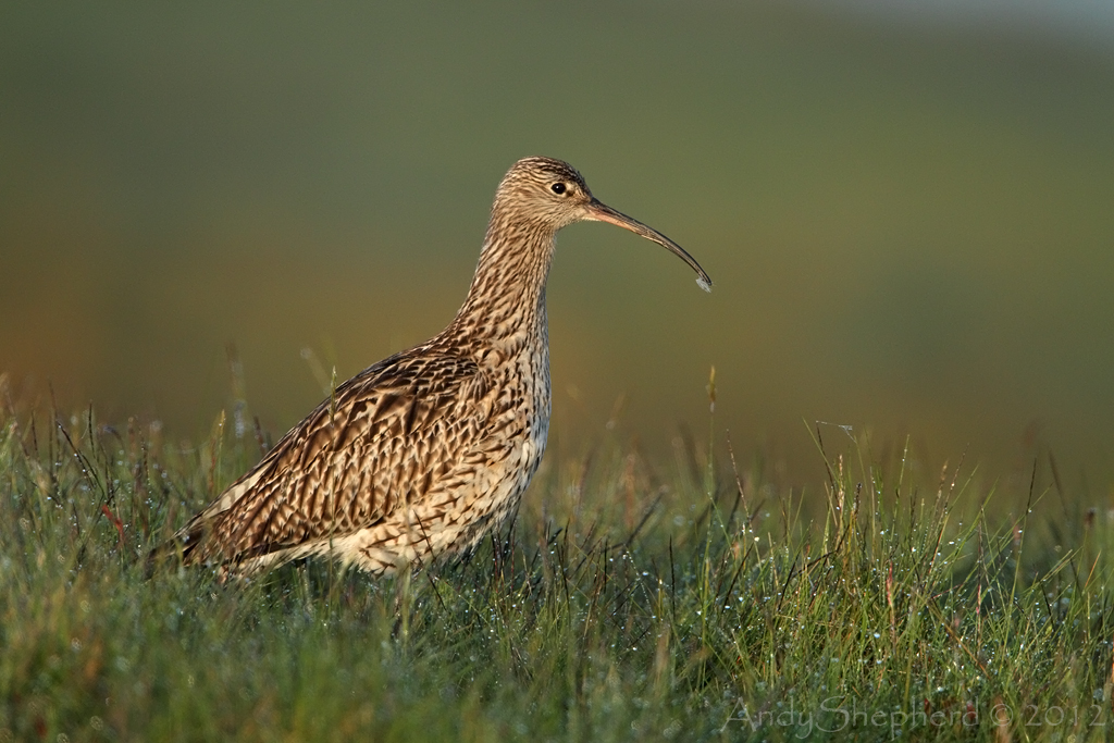 Andy Shepherd Wildlife Photography: Upland Birds