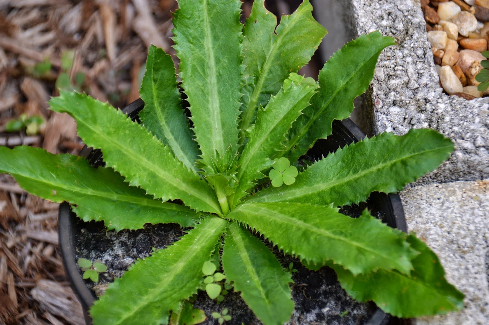 DragonFly Garden: Flowering mango trees in December??