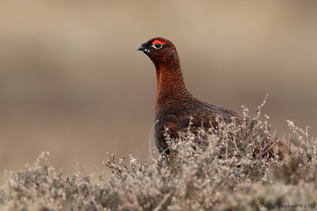Andy Shepherd Wildlife Photography: Red Grouse