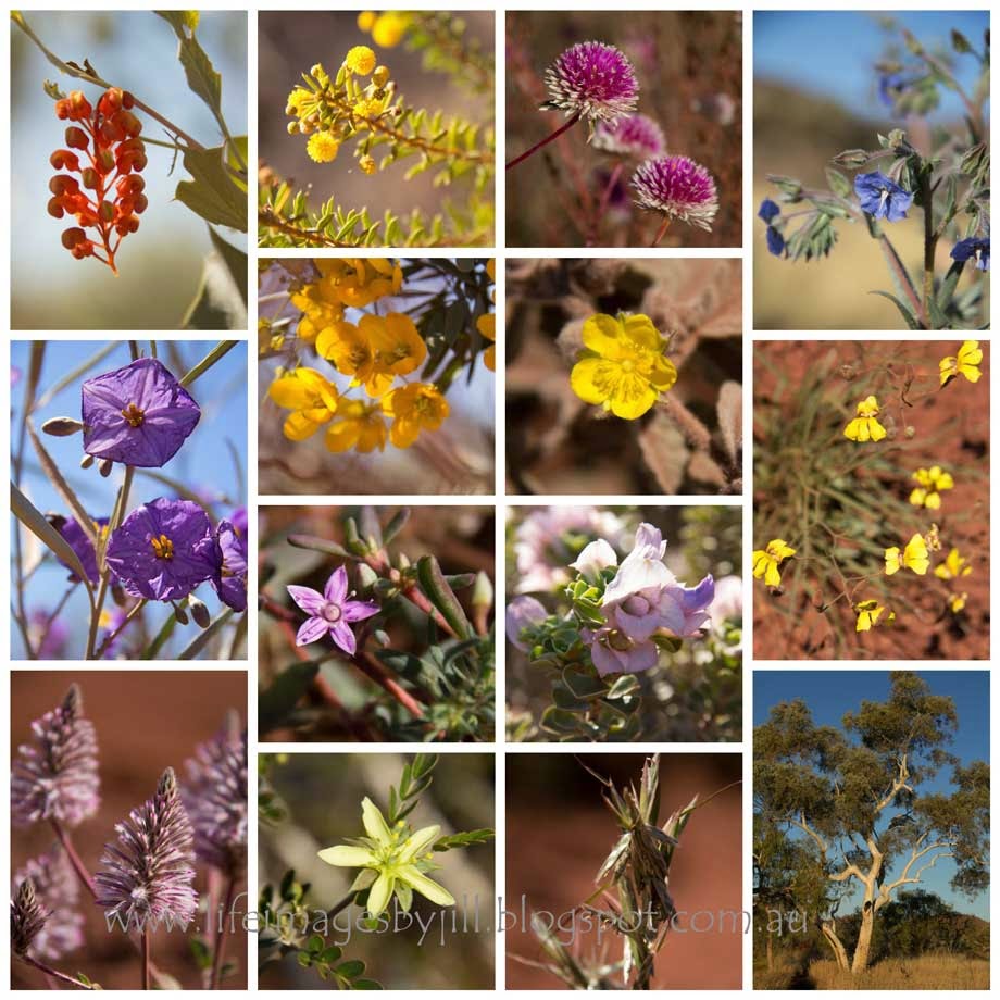Life Images by Jill: Karijini camping - part 2 - Pilbara, Western Australia