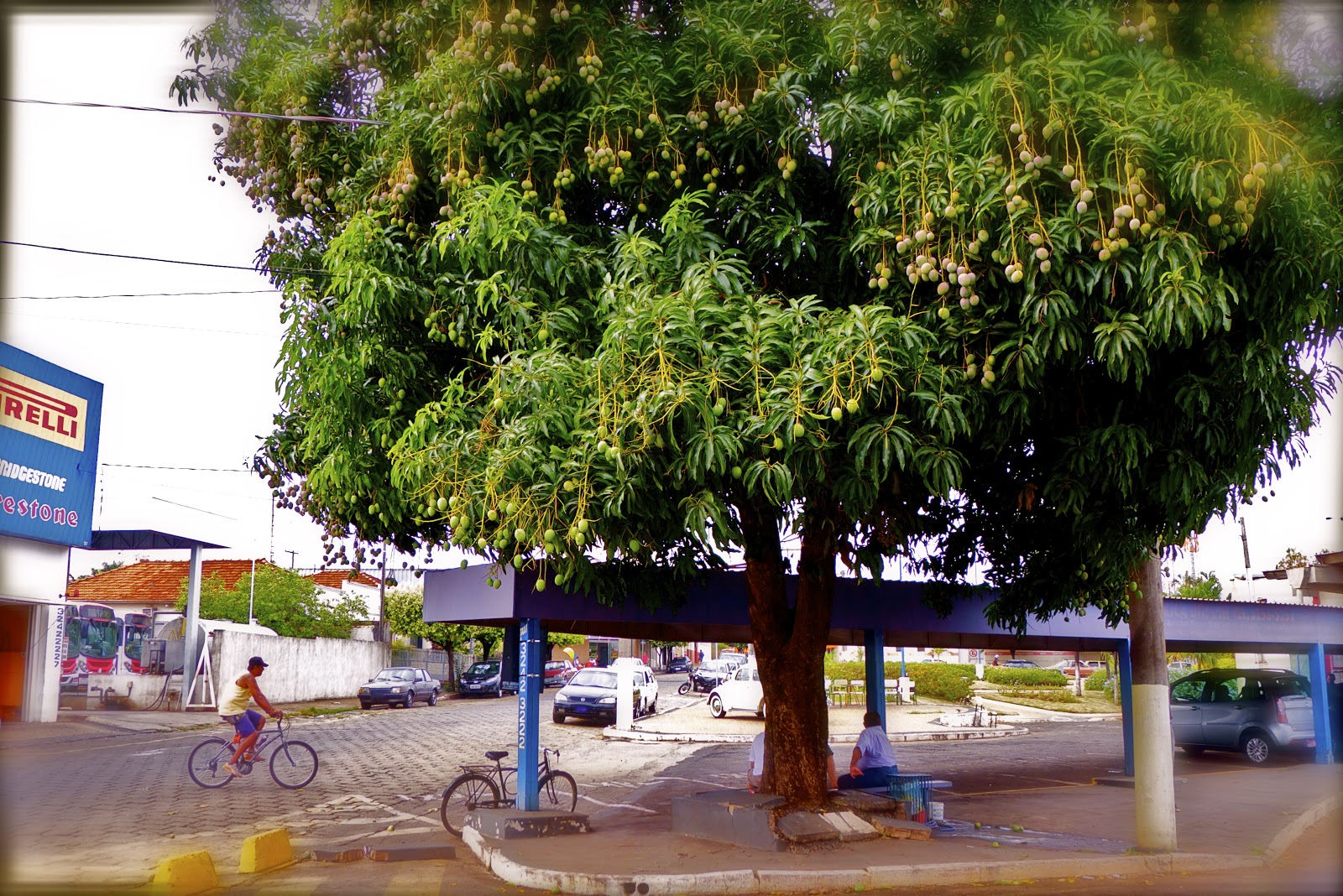 o centro de conciliação de mirassol - cejusc - mirassol - são paulo