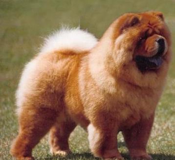 Fotos De Cachorro Chau Chau