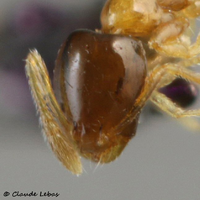 fourmis de Cuba- Hormigas de Cuba- Ants of Cuba: Xenomyrmex floridanus