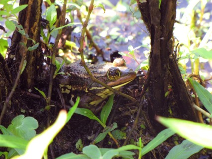 Earth and Space News: North American Carpenter Frog Habitats Are Plant ...