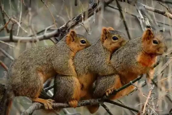 See this cute photo of three squirrels cuddling